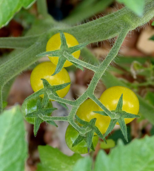 Coyote – Heritage Seed Market
