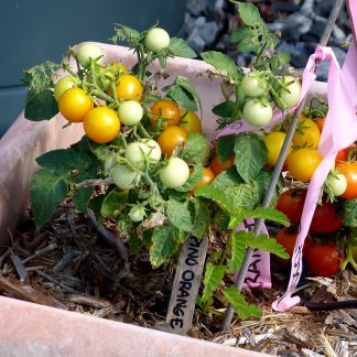 Pinocchio Orange (Orange Pinocchio, Pinokkio Oranzhevyj) – Heritage ...