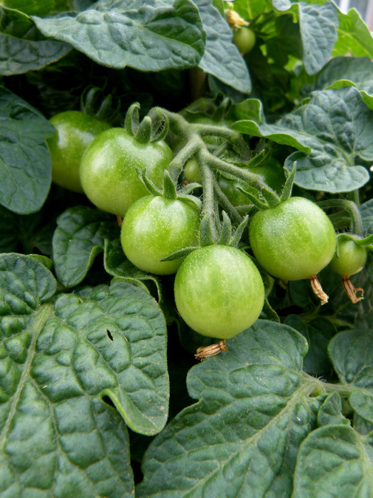 Vilma – Heritage Seed Market