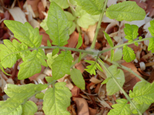 Bonté Tigret – Heritage Seed Market