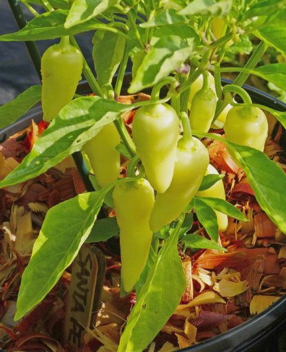 Santa Fe Grande (Guero Chile) – Heritage Seed Market