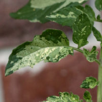 Shimofuri – Heritage Seed Market