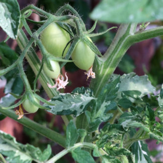 Shimofuri – Heritage Seed Market