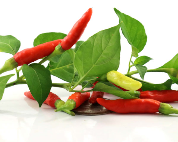 Klinger’s Florida Grove – Heritage Seed Market
