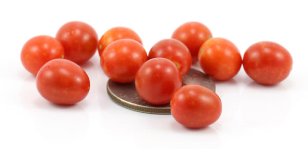 Candyland – Heritage Seed Market