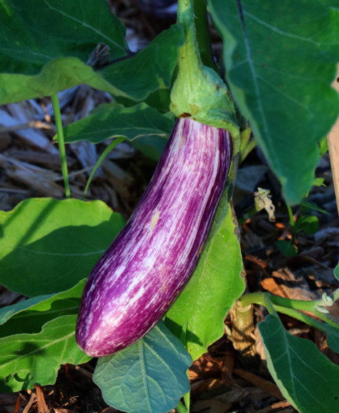 Mistisa – Heritage Seed Market