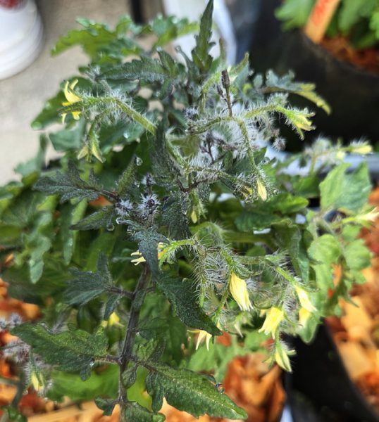 GG’s Glory – Heritage Seed Market
